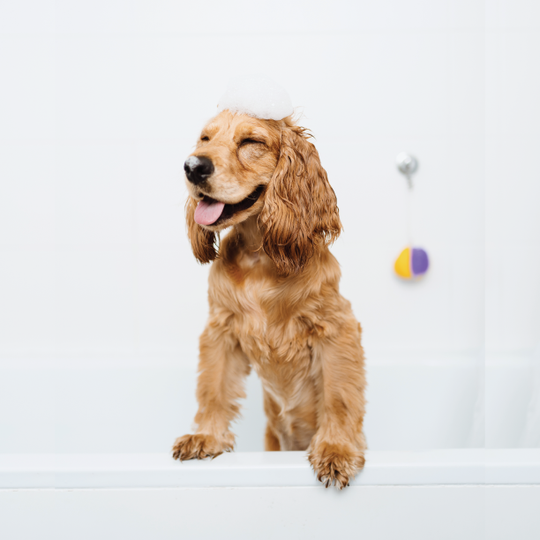 Wet Dog | Hypoallergenic Dog Grooming Products Made in USA
